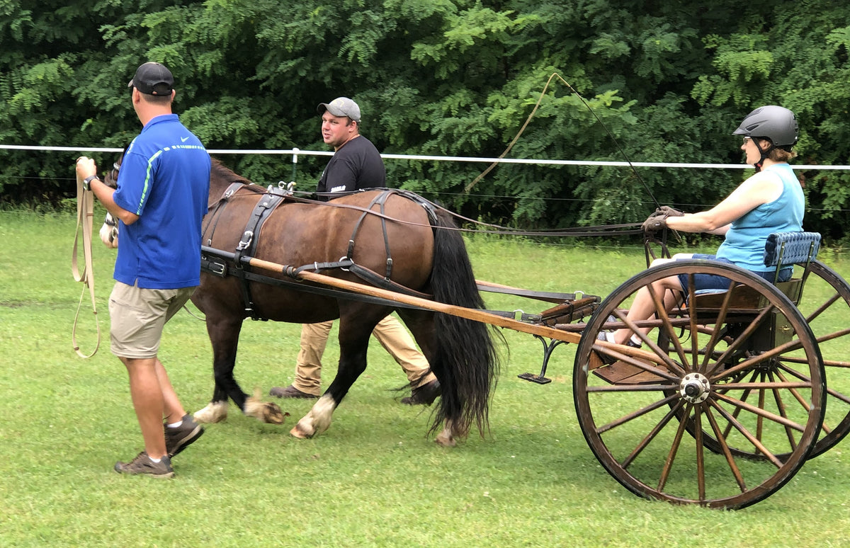 First Hitching to the Horse Cart | IVC Carriage