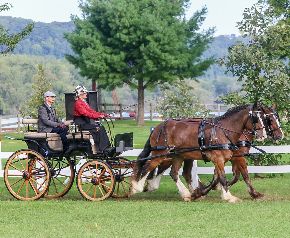 Horse & Carriage Driving Equipment | IVC Carriage
