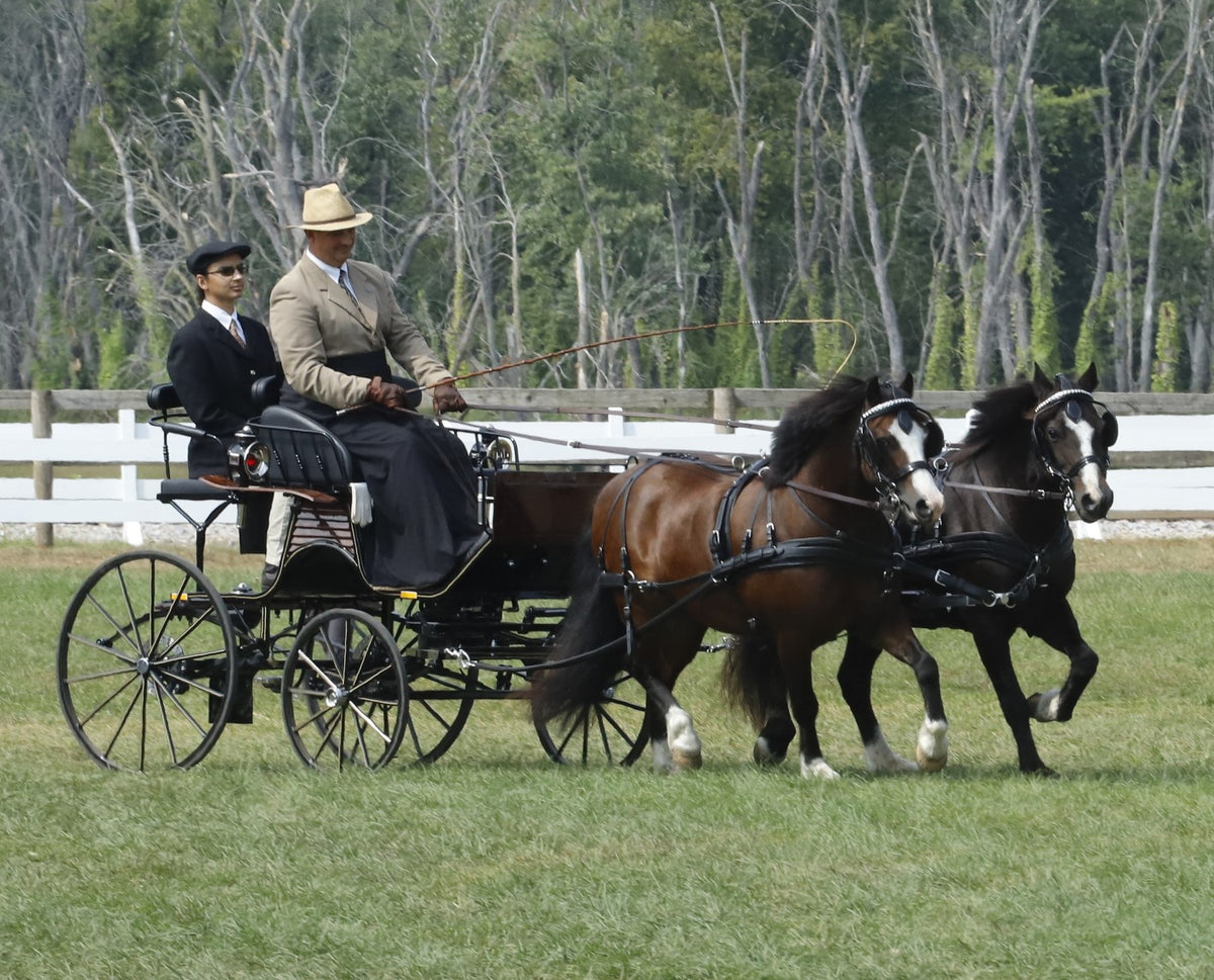 Mini, Pony, Horse Driving Harness | IVC Carriage