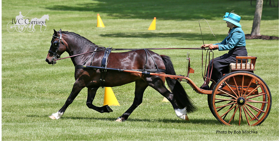 Horse & Carriage Driving Equipment | IVC Carriage